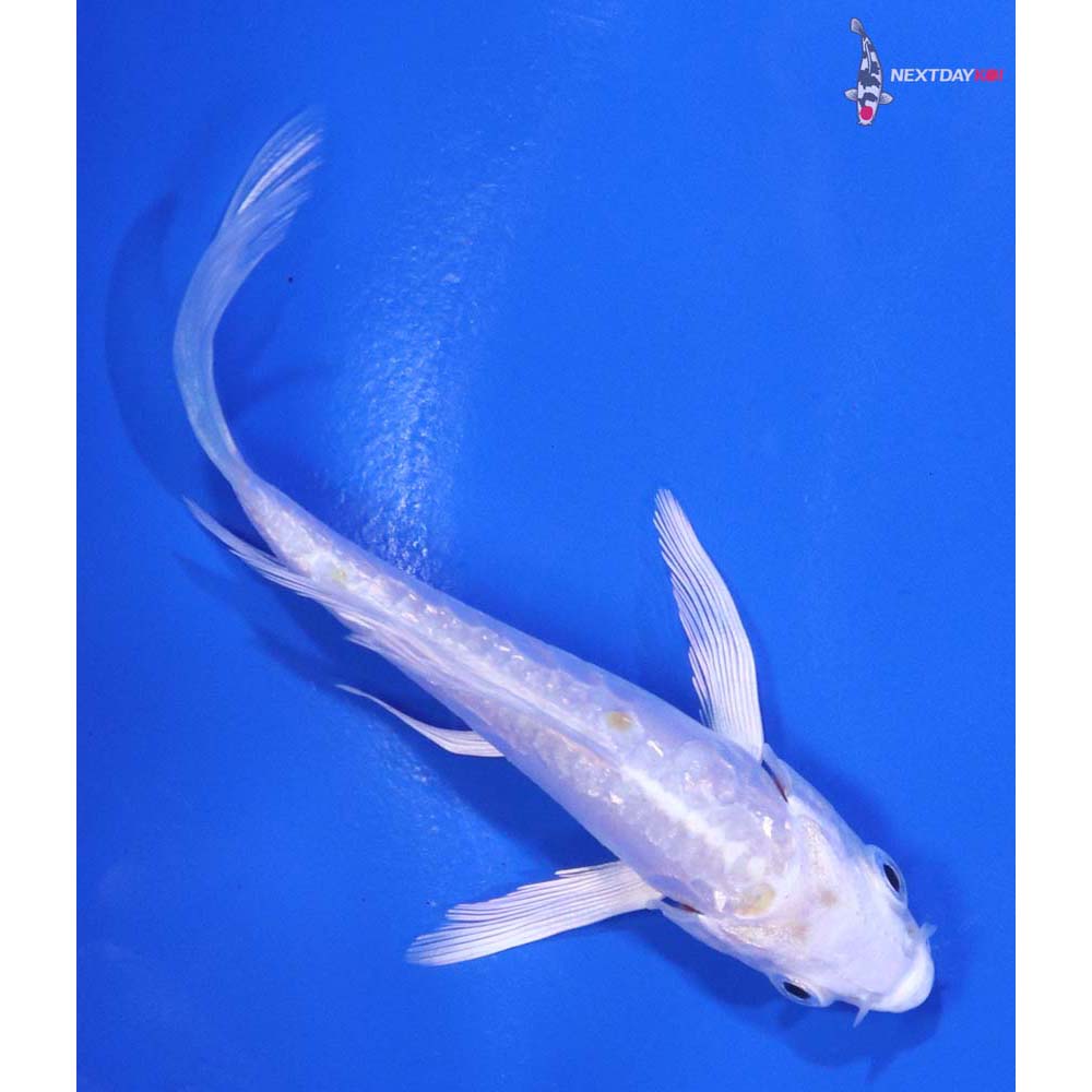 4” Imported Doitsu Lemon Hariwake Butterfly Koi | Next Day Koi