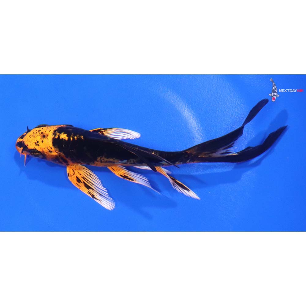 5” Imported Kin Kikokuryu Butterfly Koi | Next Day Koi
