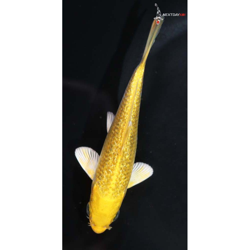 4.5” Imported Gin Rin Yamabuki Ogon | Next Day Koi