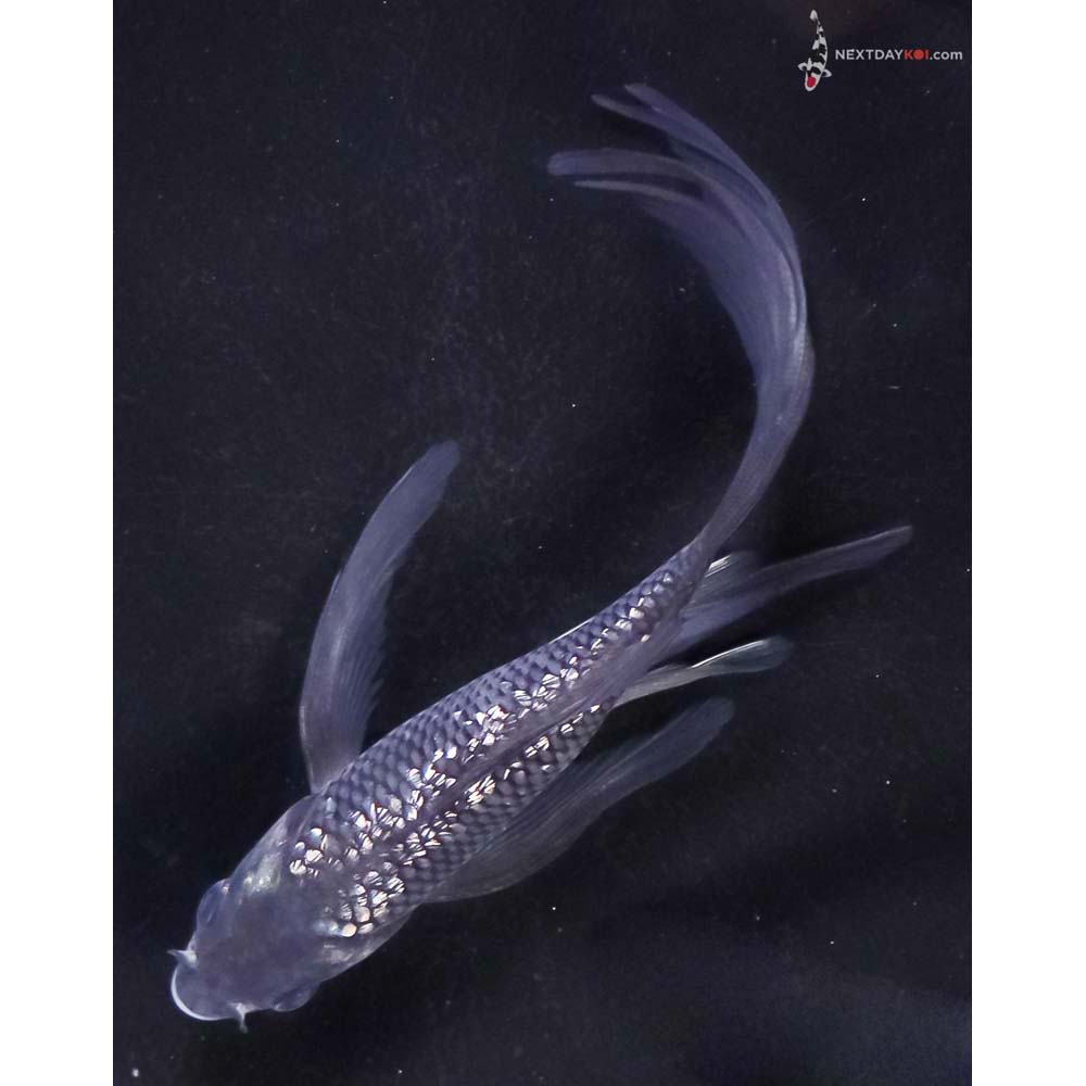 5.5” Imported Gin Rin Soragoi Butterfly Koi | Next Day Koi