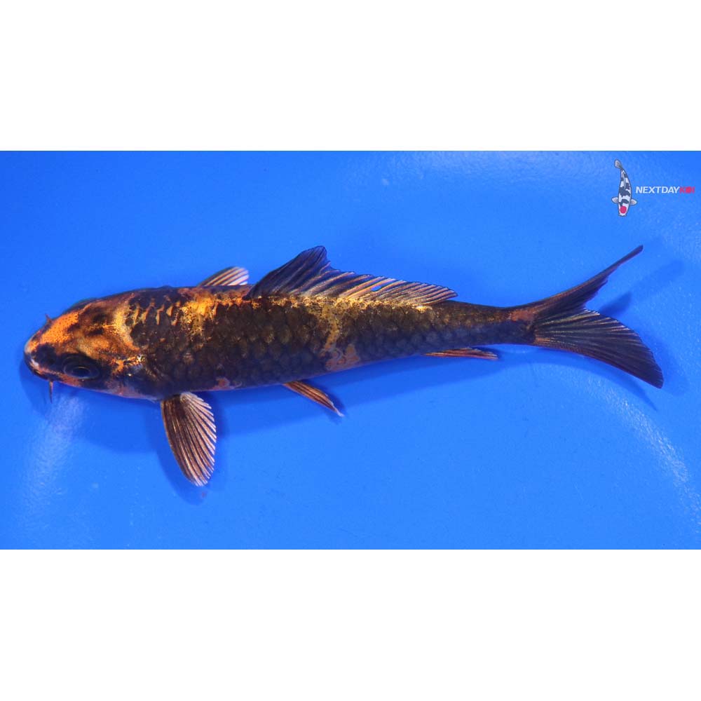 4.5” Imported Kin Hi Utsuri | Next Day Koi