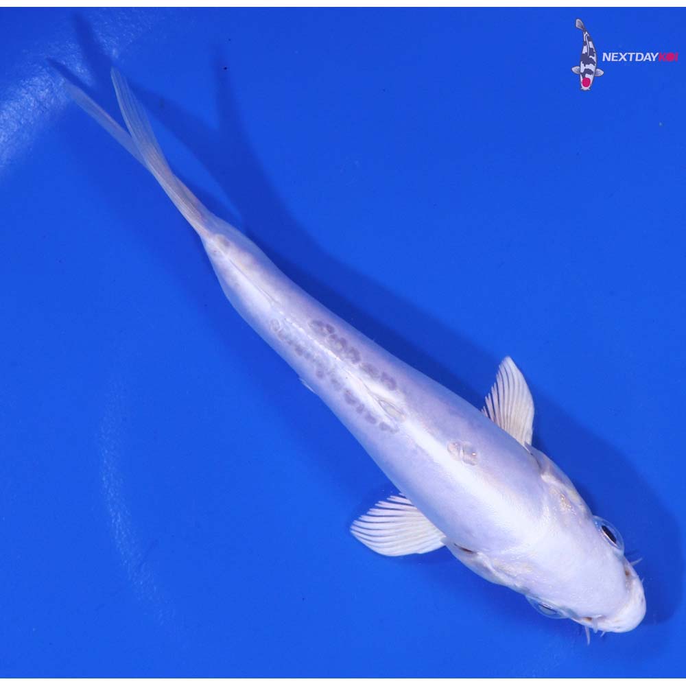 4.5” Imported Doitsu Platinum Ogon | Next Day Koi