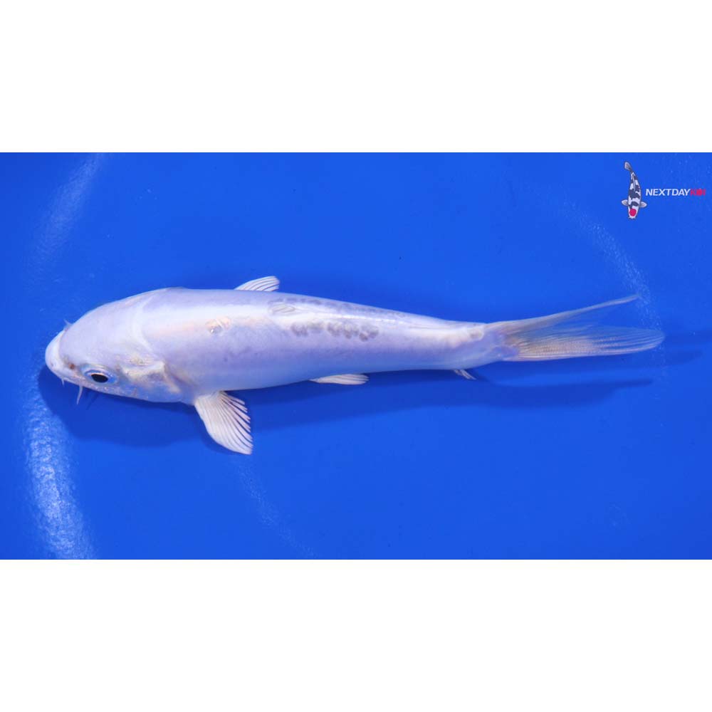 4.5” Imported Doitsu Platinum Ogon | Next Day Koi