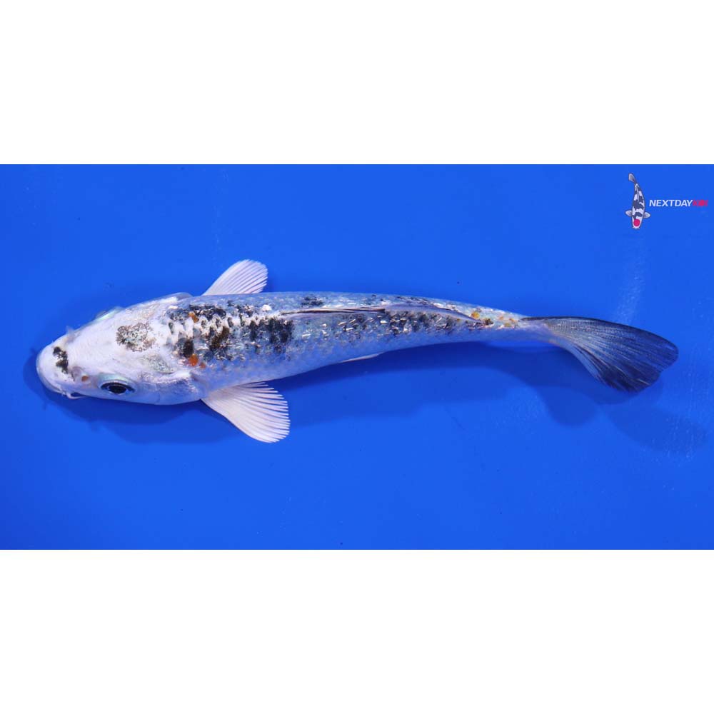 4.5” Imported Gin Rin Yamato Nishiki | Next Day Koi