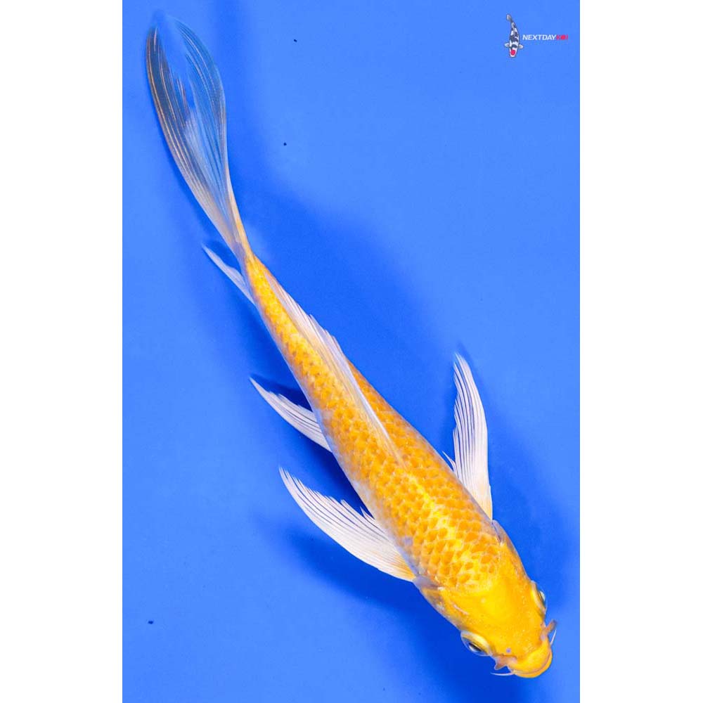 6” Imported Lemon Hariwake Butterfly Koi | Next Day Koi