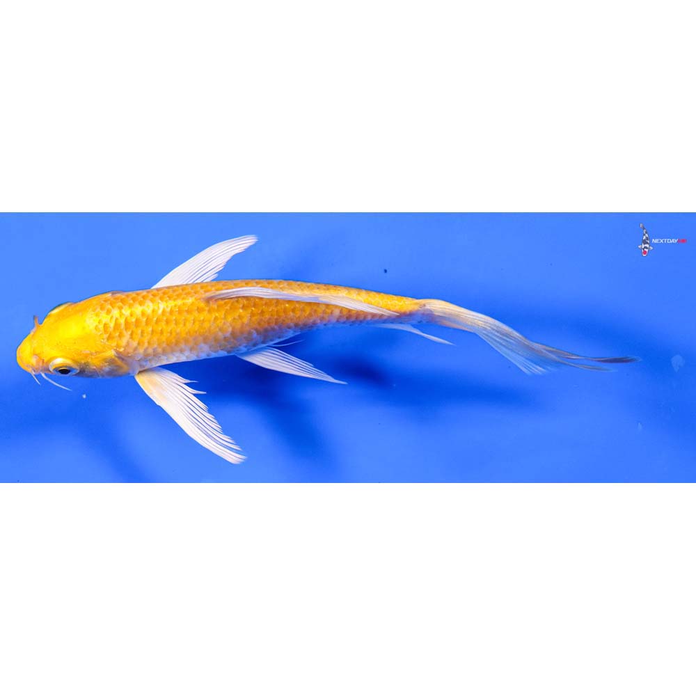 6” Imported Lemon Hariwake Butterfly Koi | Next Day Koi