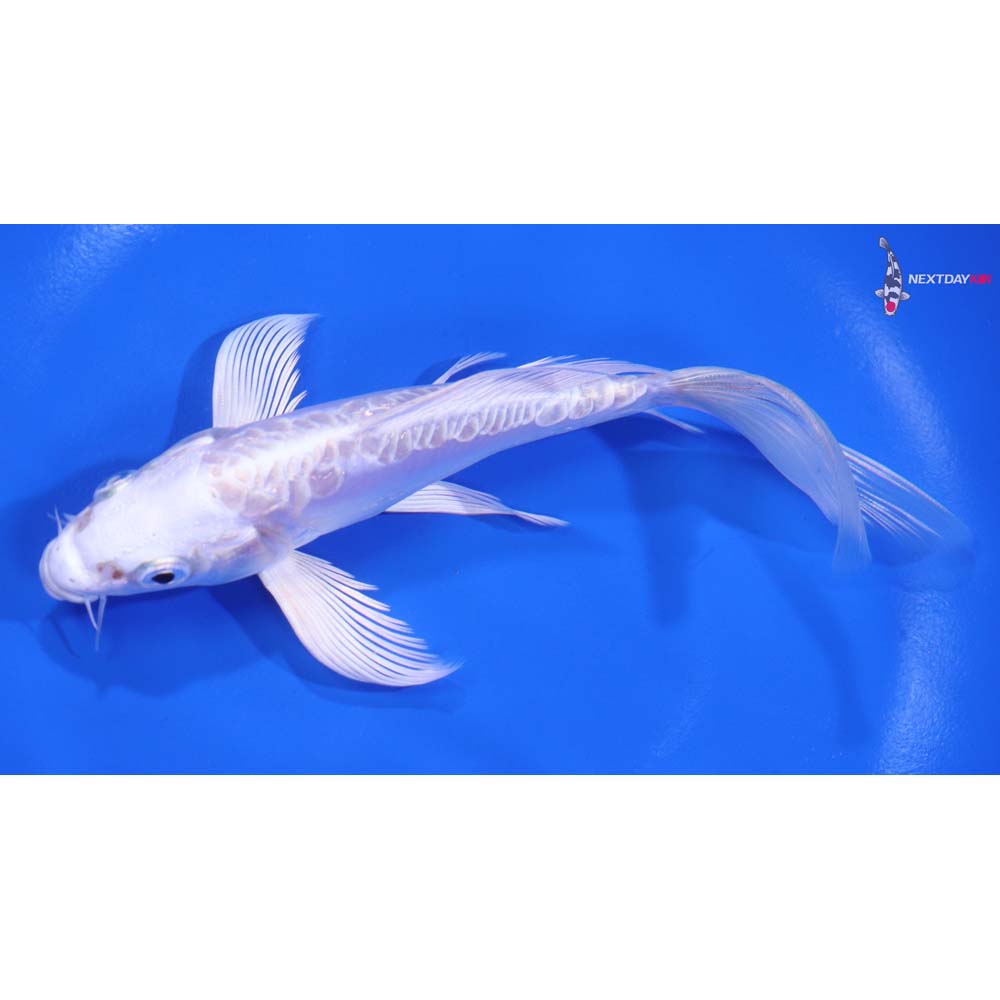 6” Imported Doitsu Platinum Ogon Butterfly Koi | Next Day Koi