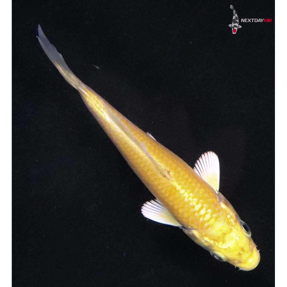 4” Imported Yamabuki Ogon | Next Day Koi