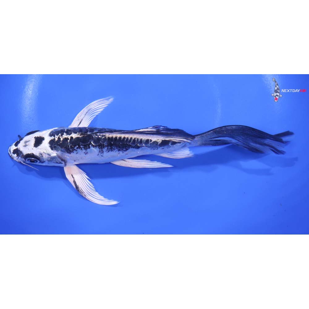 6” Imported Kin Kikokuryu Butterfly Koi | Next Day Koi