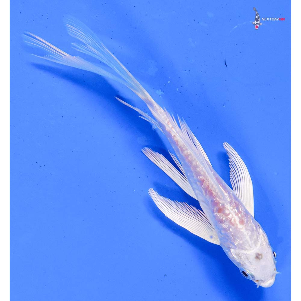 5” Imported Doitsu Gin Rin Kikusui Butterfly Koi | Next Day Koi