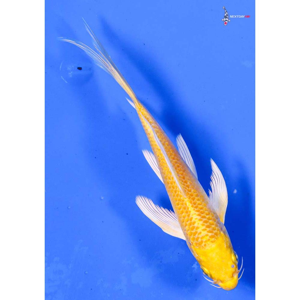 6” Imported Lemon Hariwake Butterfly Koi | Next Day Koi