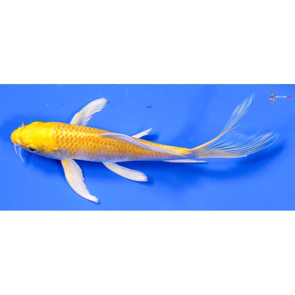 6” Imported Lemon Hariwake Butterfly Koi | Next Day Koi