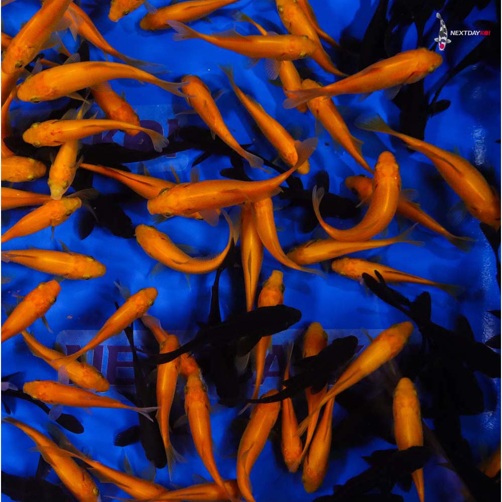 3-4” Imported Bumble Bee Goldfish Mix | Next Day Koi