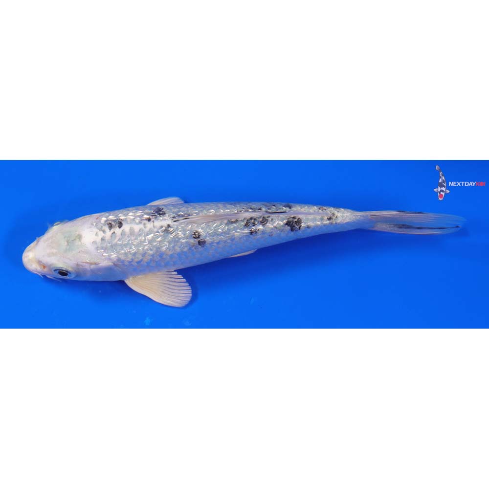 6” Imported Gin Rin Gin Shiro Bekko | Next Day Koi