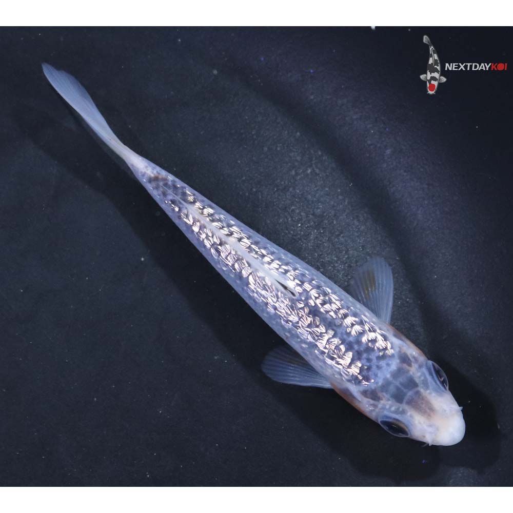 4” Imported Gin Rin Asagi | Next Day Koi