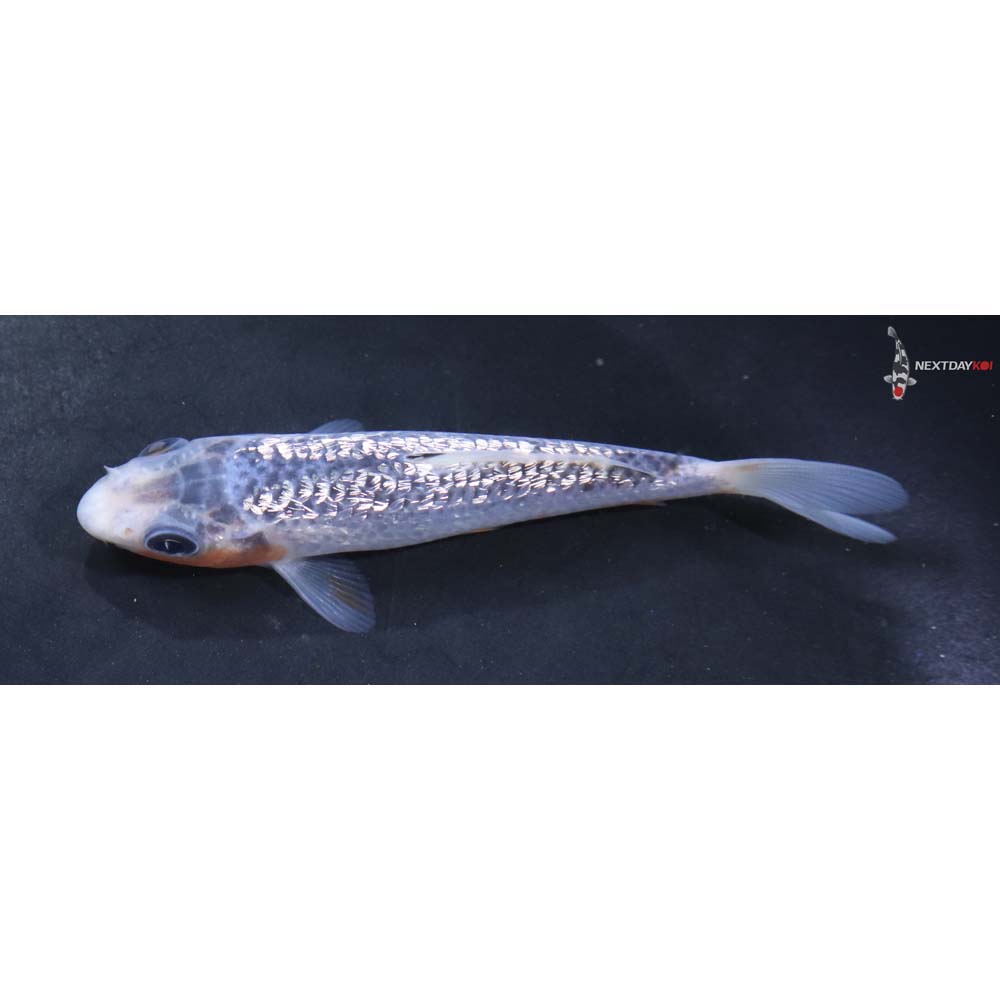 4” Imported Gin Rin Asagi | Next Day Koi