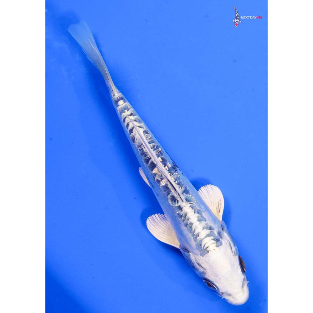 6” Imported Doitsu Gin Rin Gin Matsuba | Next Day Koi