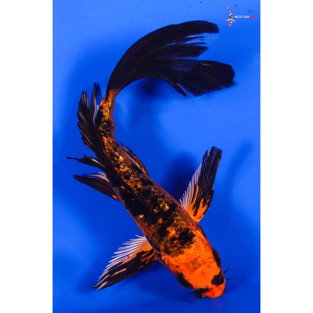 6” Imported Gin Rin Kin Aka Bekko Butterfly Koi | Next Day Koi