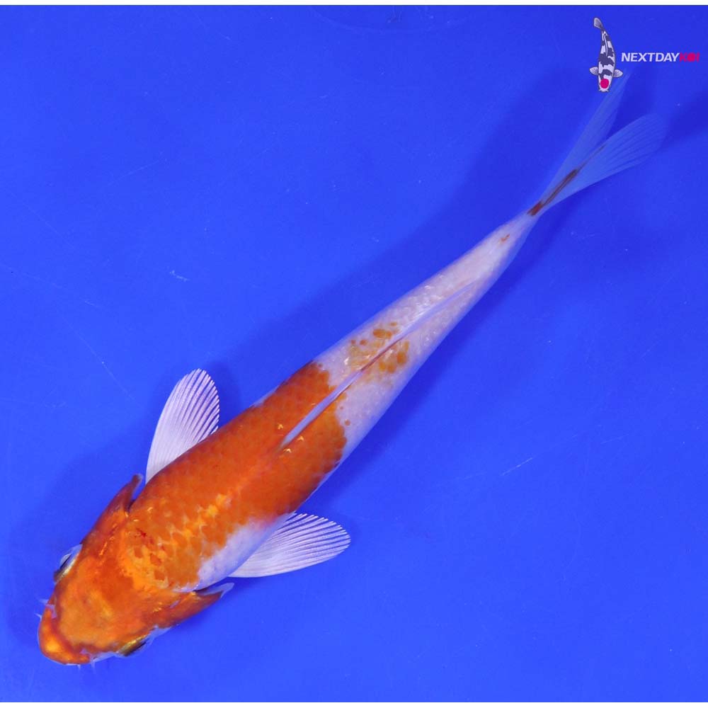 6” Imported Hariwake | Next Day Koi