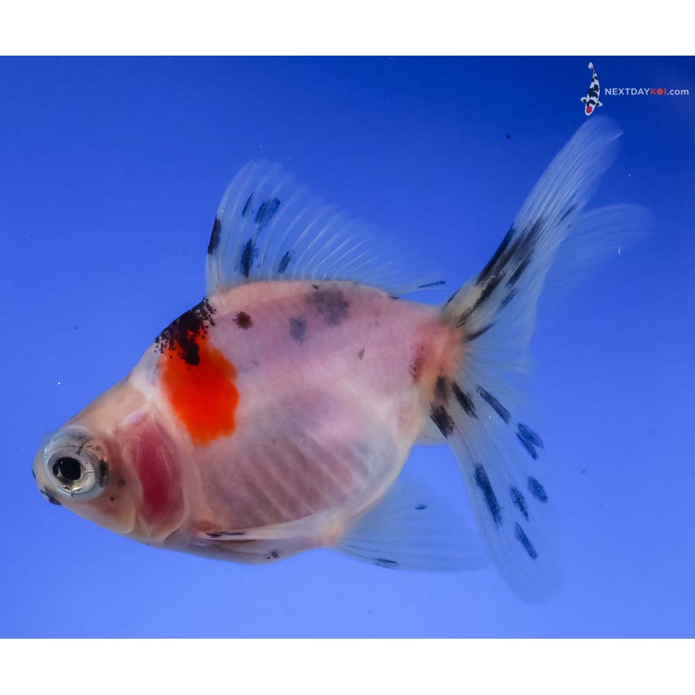 3” Imported Calico Telescope Fantail | Next Day Koi