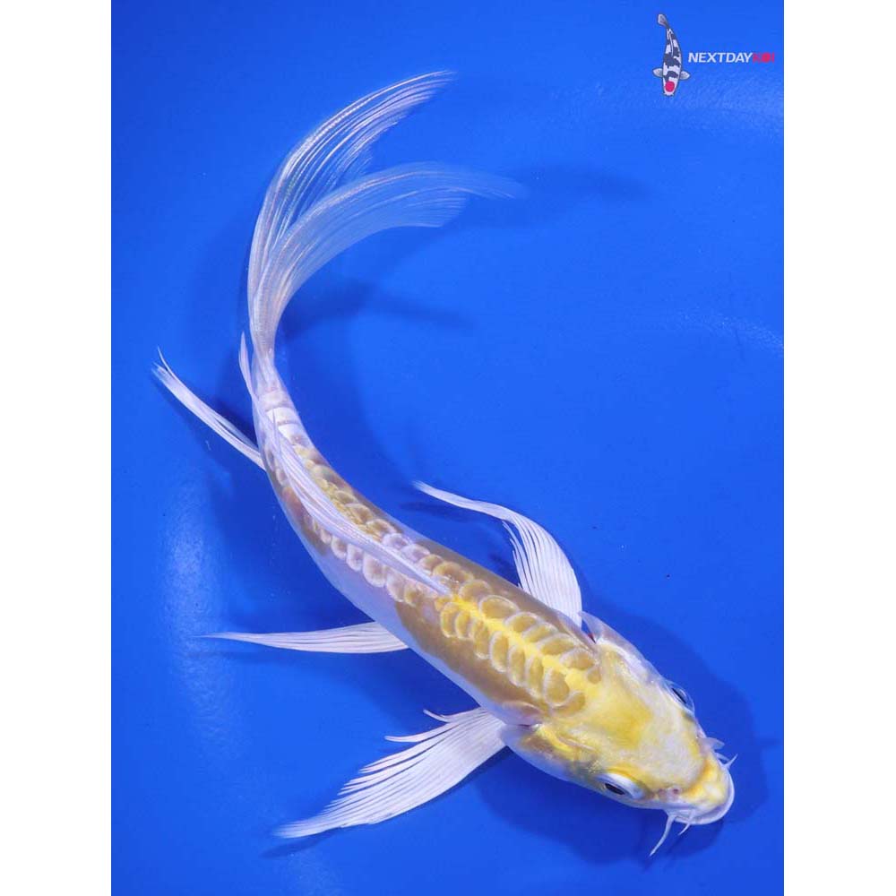 6” Imported Doitsu Lemon Hariwake Butterfly Koi | Next Day Koi