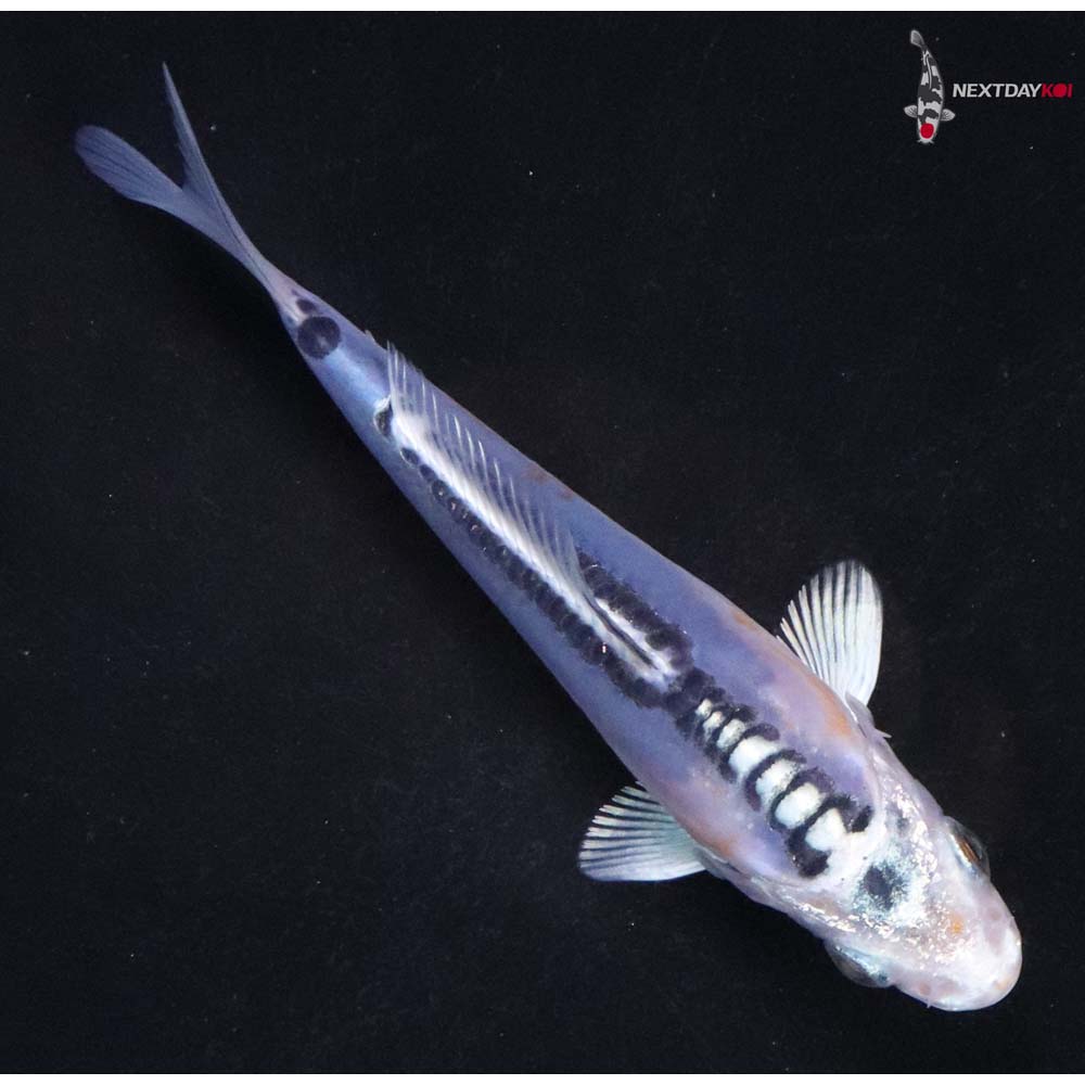 4” Imported Doitsu Blue Gin Matsuba | Next Day Koi
