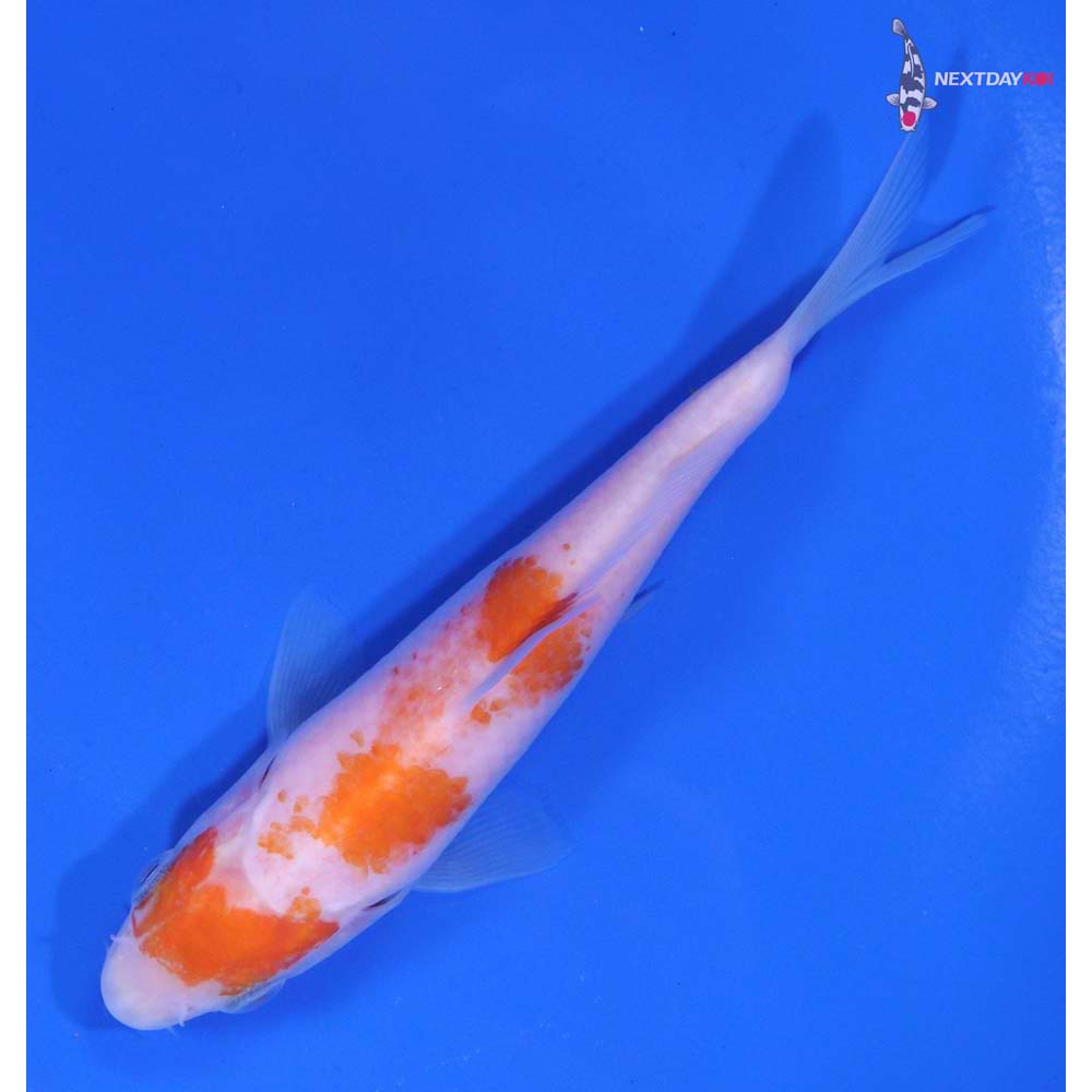 4.5” Imported Kohaku | Next Day Koi
