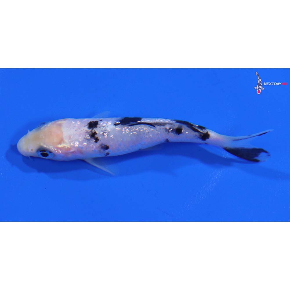 3” Imported Gin Rin Shiro Bekko | Next Day Koi