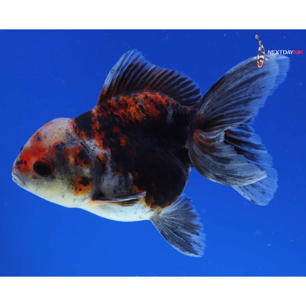 4” Imported Male Calico Oranda | Next Day Koi
