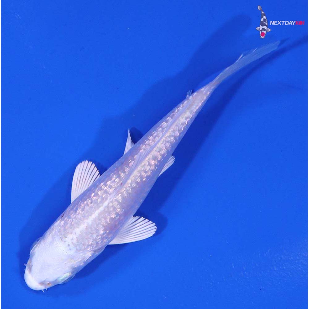 3” Imported Gin Rin Platinum Ogon | Next Day Koi
