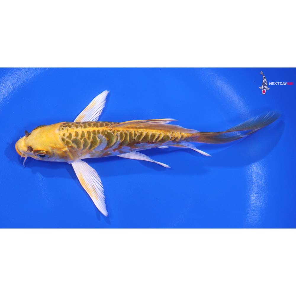 5.5” Imported Doitsu Ki Matsuba Butterfly Koi | Next Day Koi