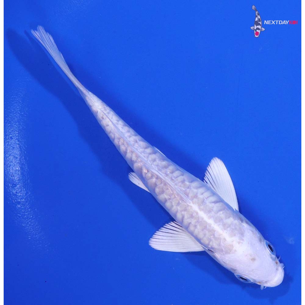 5.5” Imported Doitsu Platinum Ogon | Next Day Koi