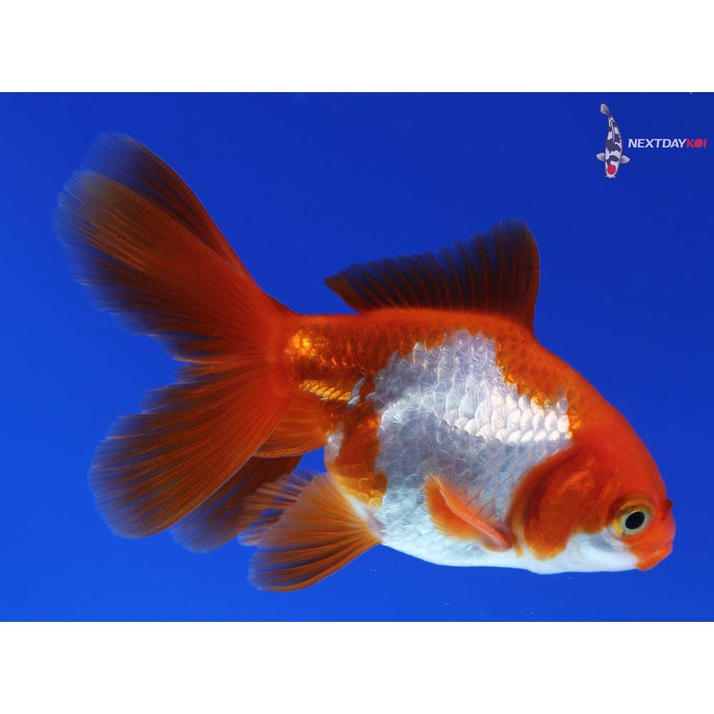 3” Imported Male Red and White Ryukin | Next Day Koi