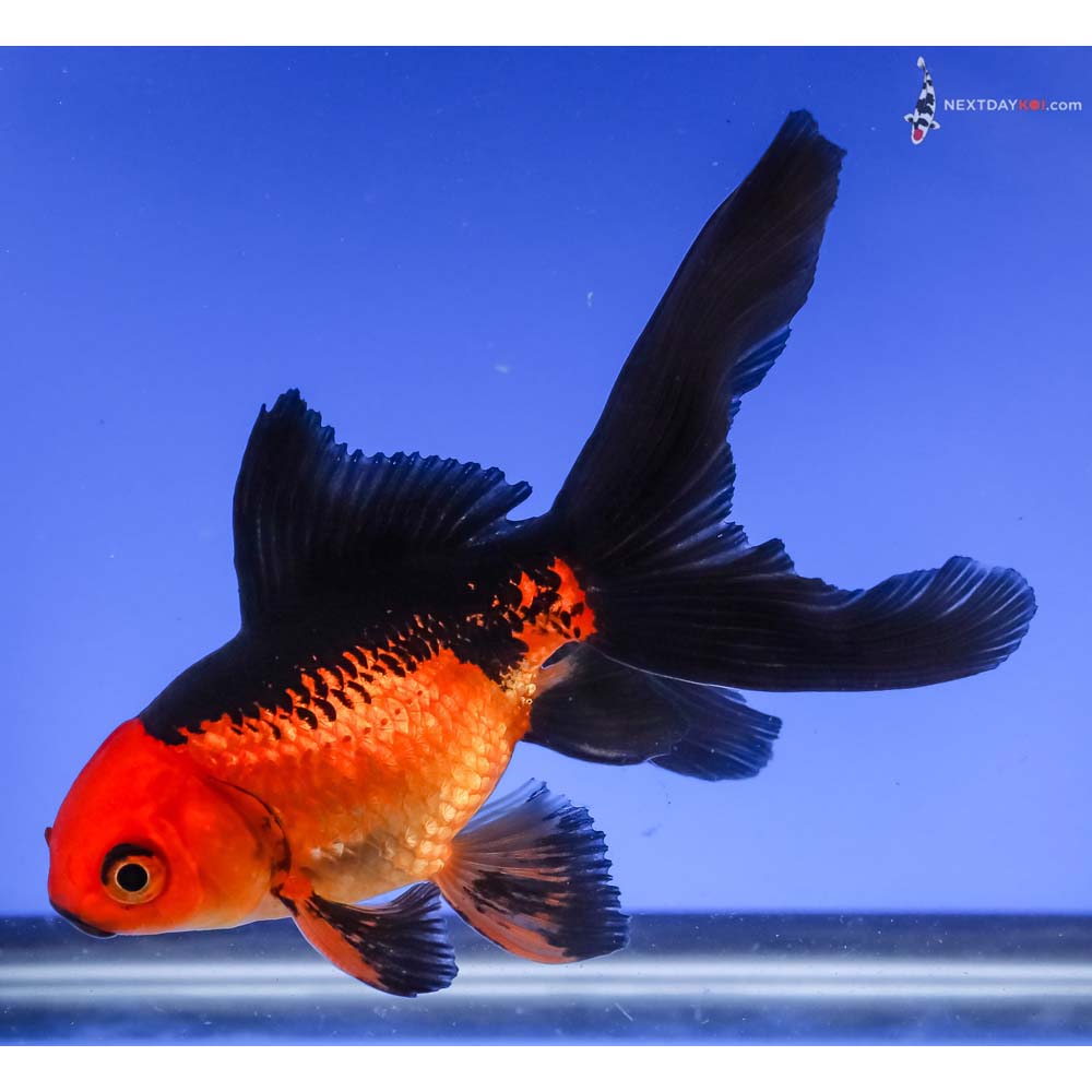 5” Imported Black and Red Ryukin | Next Day Koi