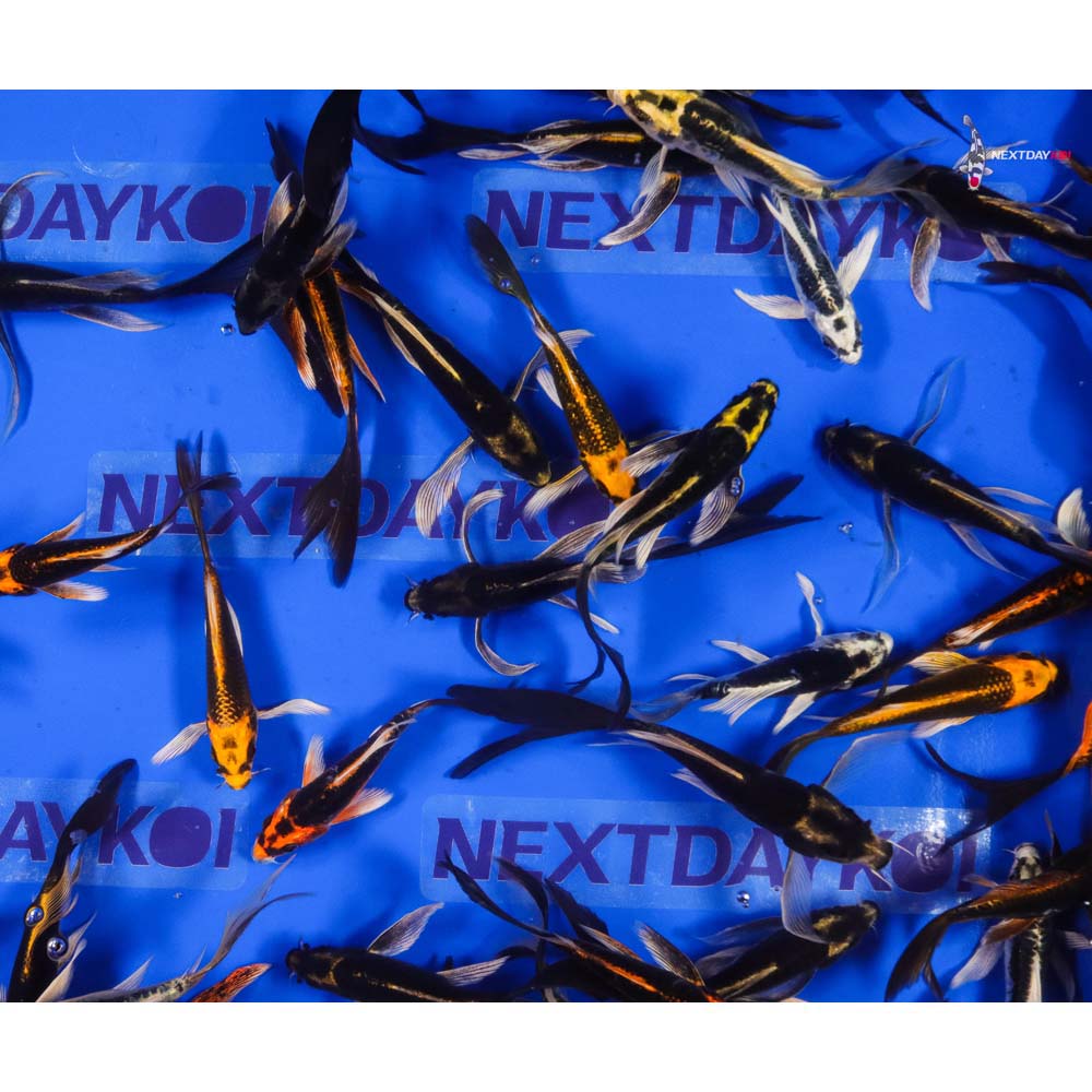 Imported Kin Kikokuryu and Kabuto Butterfly Koi Mix | Next Day Koi