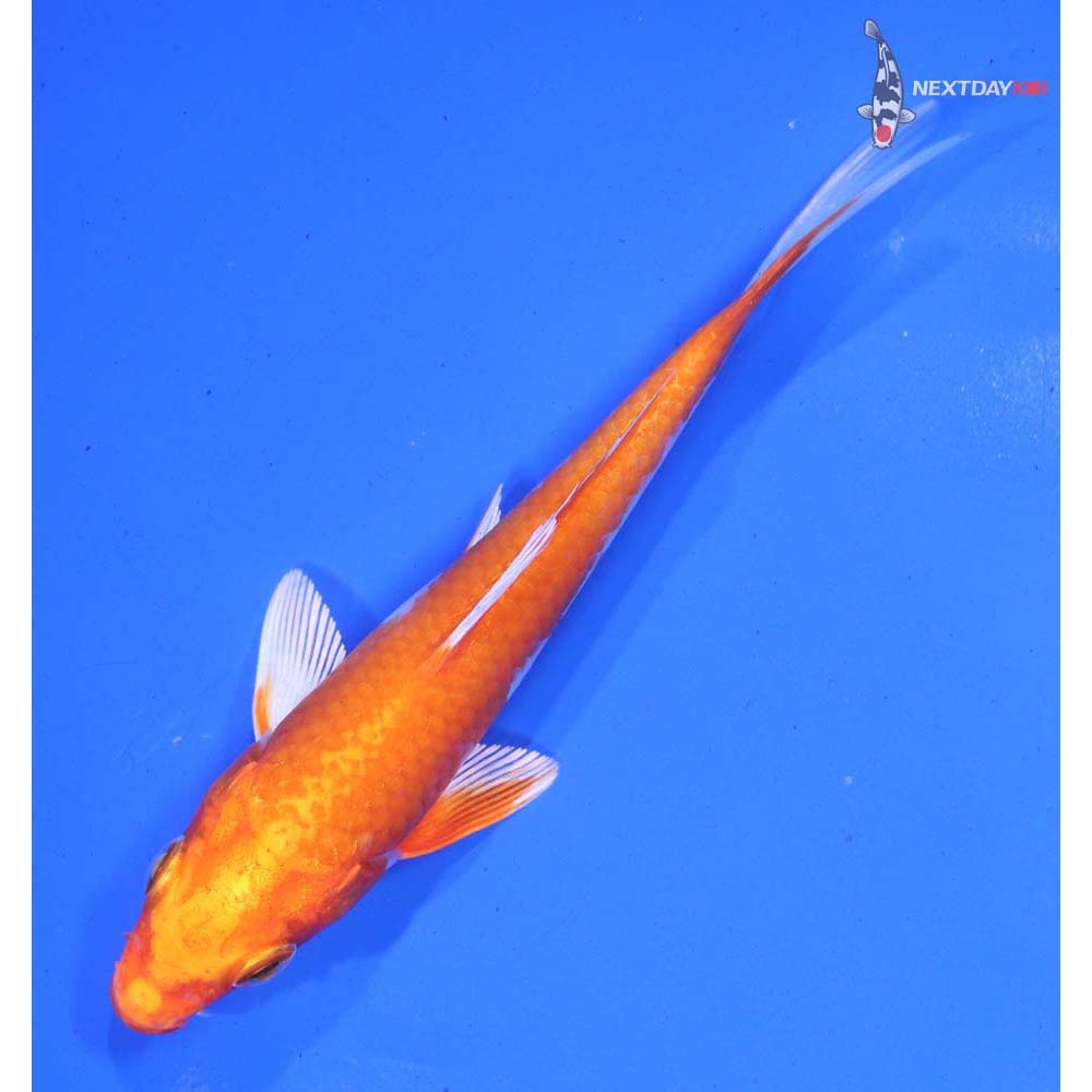 5” Imported Hariwake | Next Day Koi