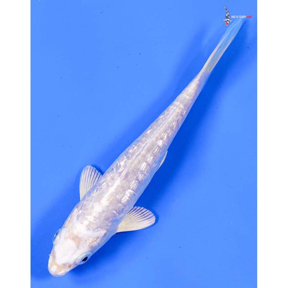 6” Imported Doitsu Gin Rin Platinum Ogon | Next Day Koi