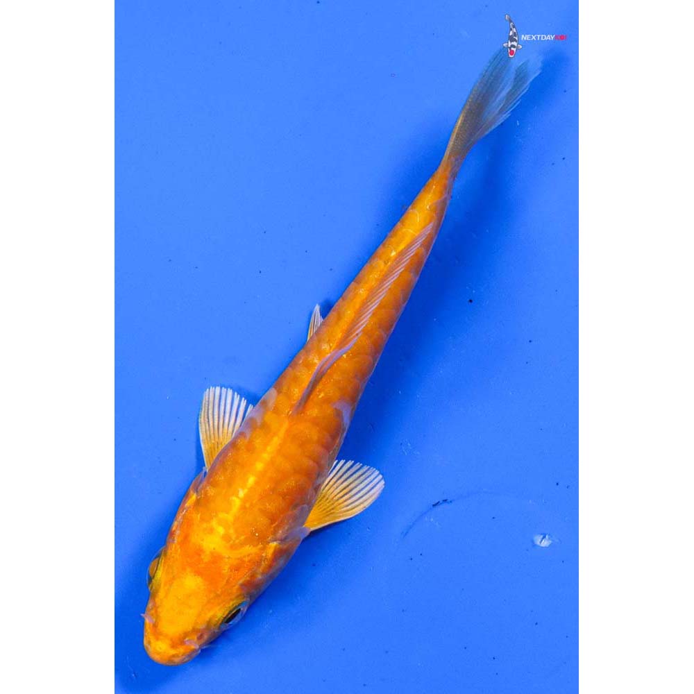 4” Imported Armor Scaled Lemon Hariwake | Next Day Koi