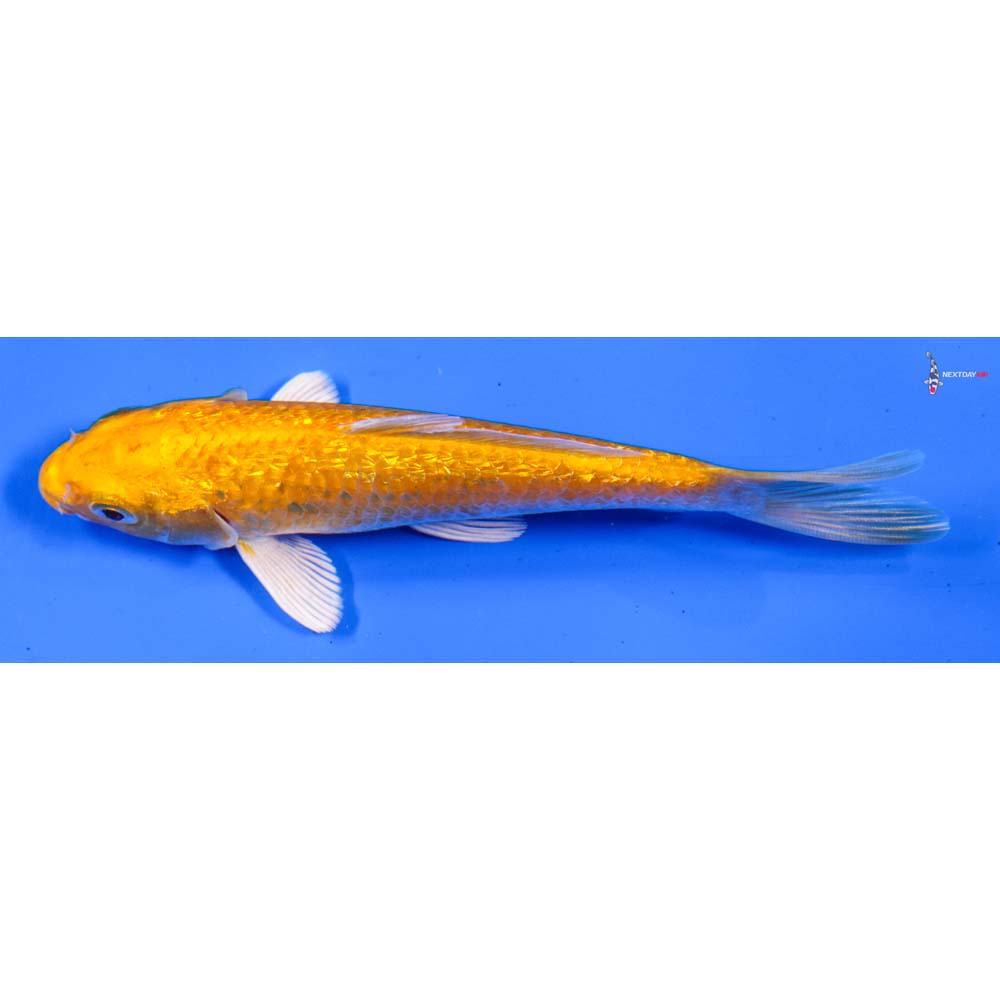 5” Imported Gin Rin Yamabuki Ogon | Next Day Koi