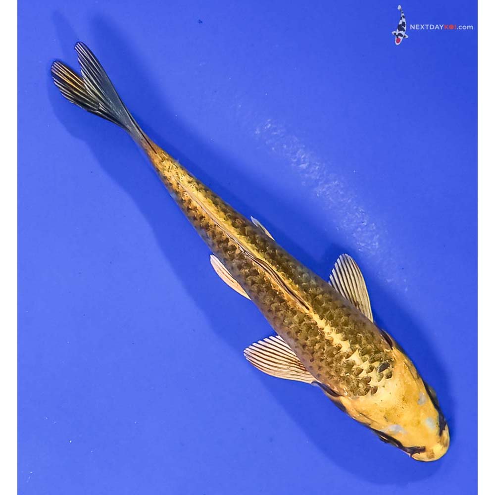 5” Imported Ki Matsuba | Next Day Koi