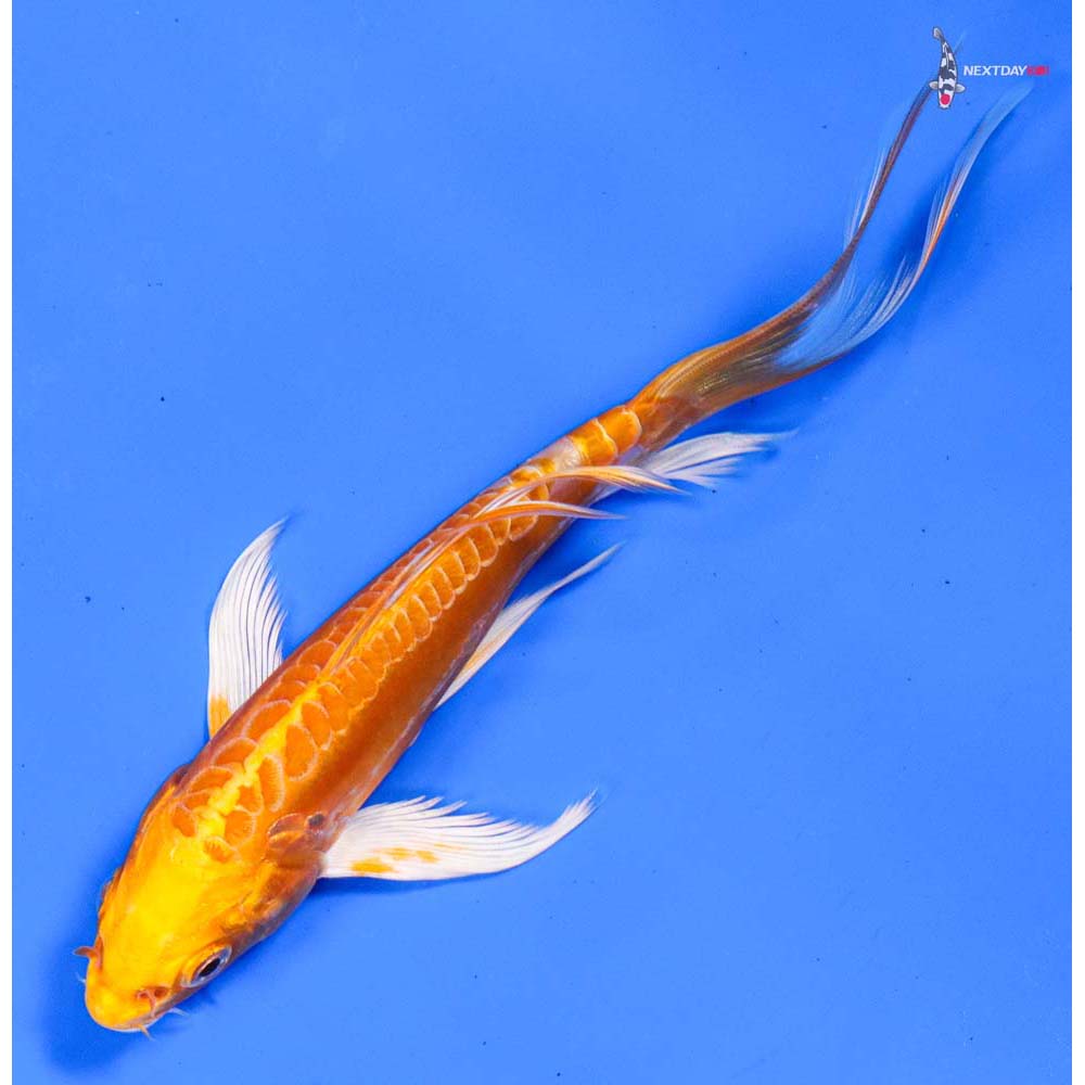 7” Imported Doitsu Orenji Ogon Butterfly Koi | Next Day Koi
