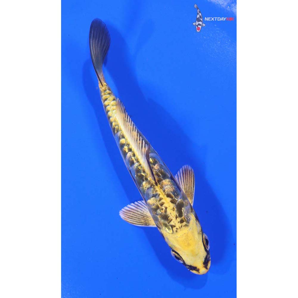 4.5” Imported Gin Rin Kin Kikokuryu | Next Day Koi