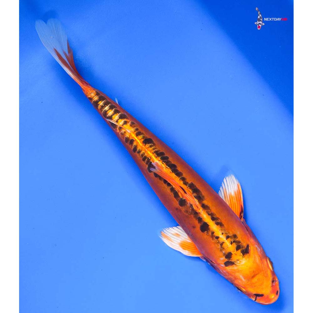 10” Imported Doitsu Orenji Matsuba | Next Day Koi