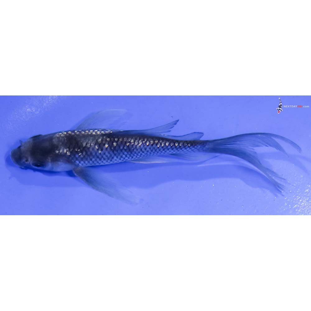 5” Imported Gin Rin Soragoi Butterfly Koi | Next Day Koi
