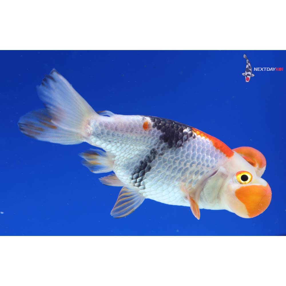 4” Imported Tri Color Bubble Eye | Next Day Koi