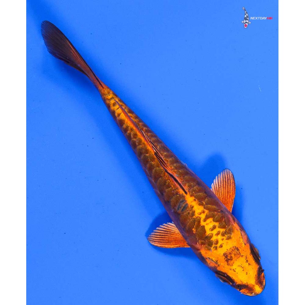 5.5” Imported Doitsu Orenji Matsuba | Next Day Koi