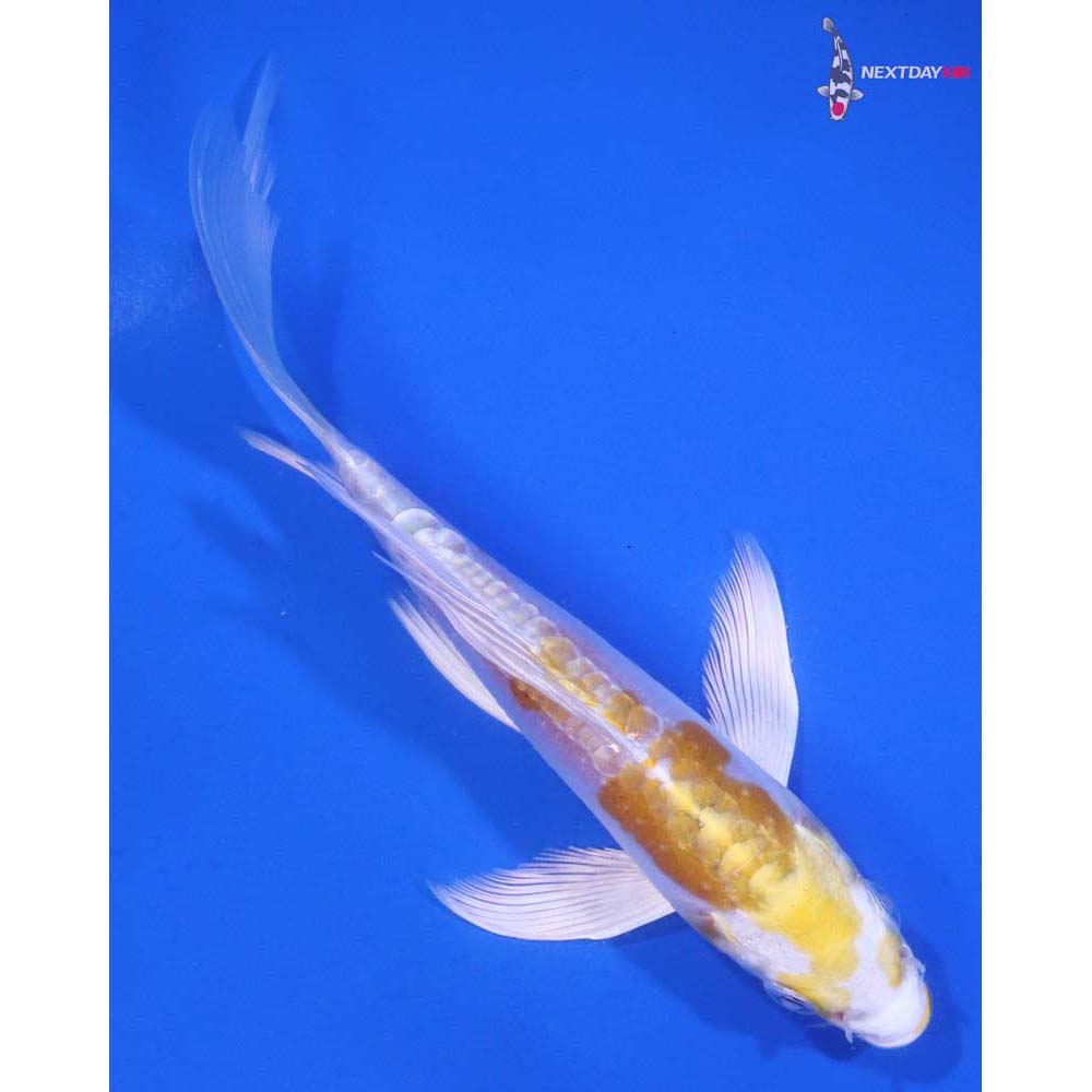 5” Imported Doitsu Lemon Hariwake Butterfly Koi | Next Day Koi