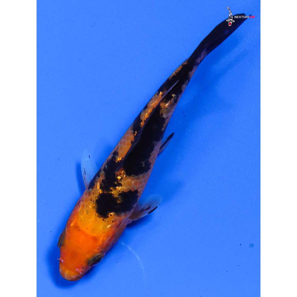 4” Imported Aka Bekko | Next Day Koi