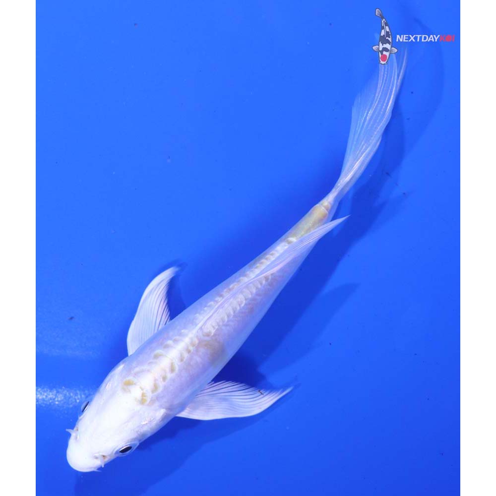 5” Imported Doitsu Lemon Hariwake Butterfly Koi | Next Day Koi