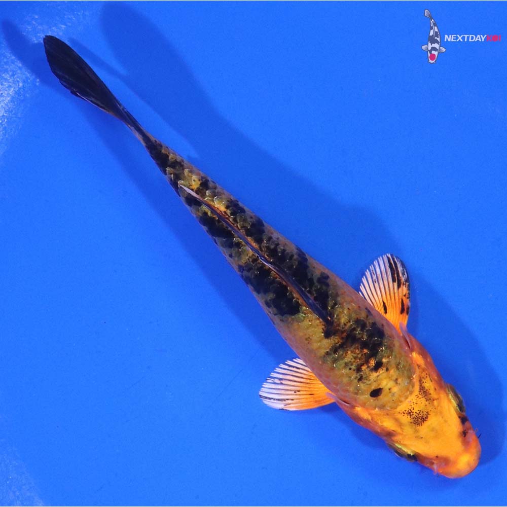 4” Imported Kin Aka Bekko | Next Day Koi